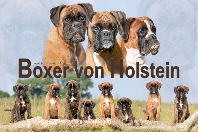 Fotocollagen - für Privatpersonen & Züchter